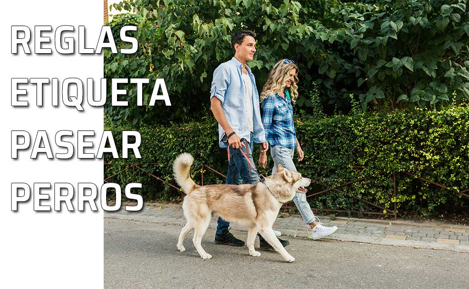 Reglas de etiqueta y comportamiento para pasear a los perros